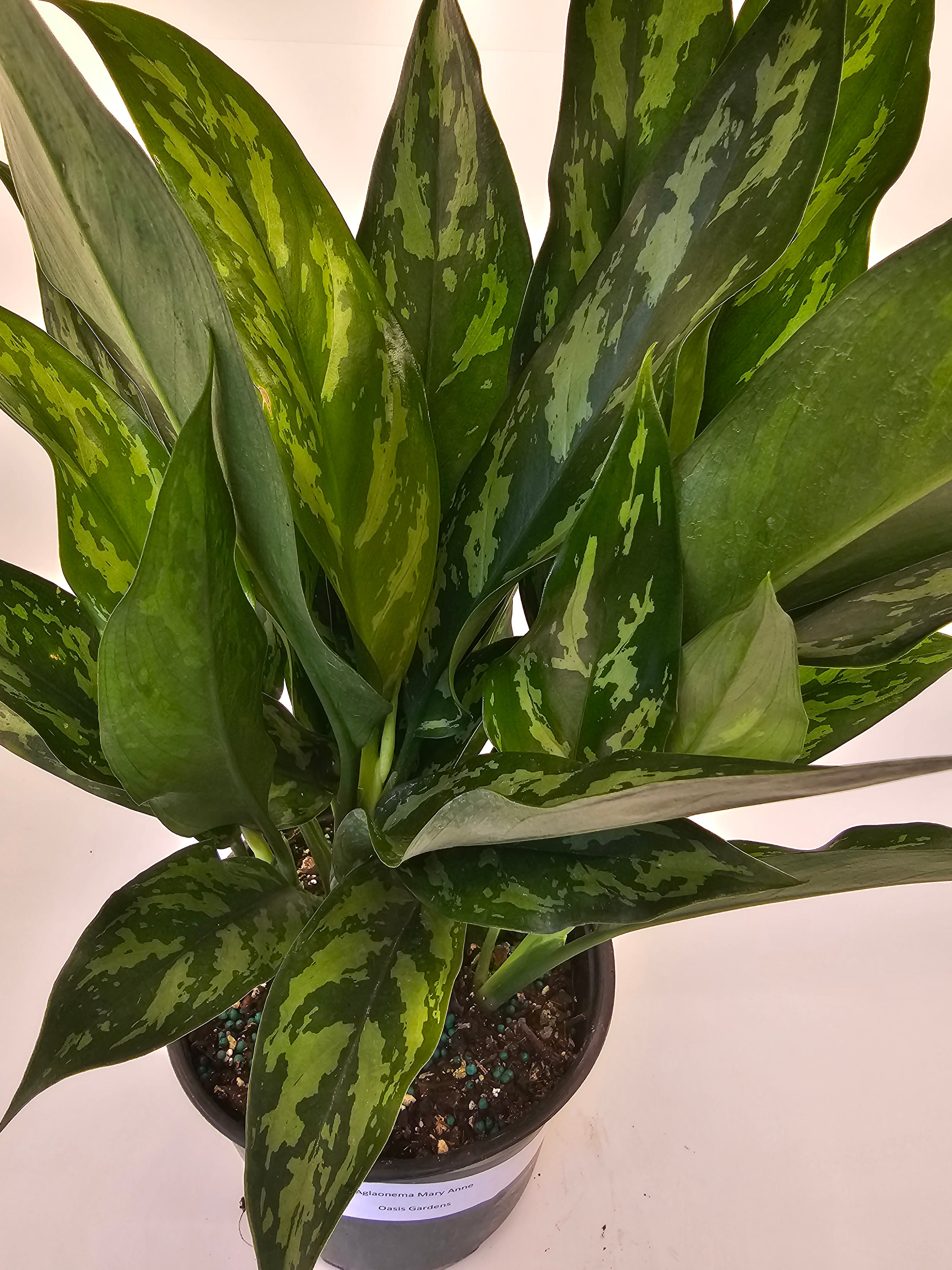 Aglaonema Mary Ann in growers pot – Oasis Gardens