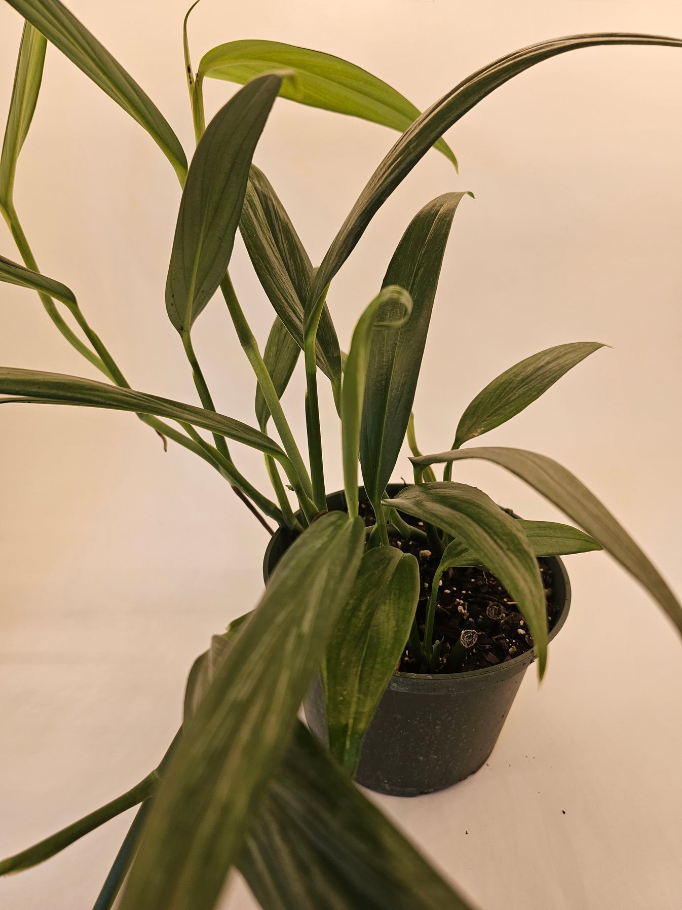 Epipremnum Amplissimum in growers pot – Oasis Gardens